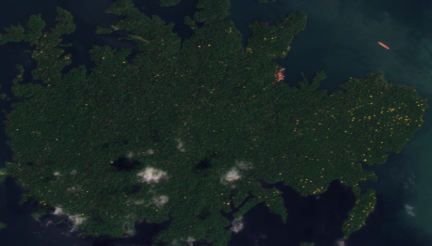 Tree Bloom Change Detection