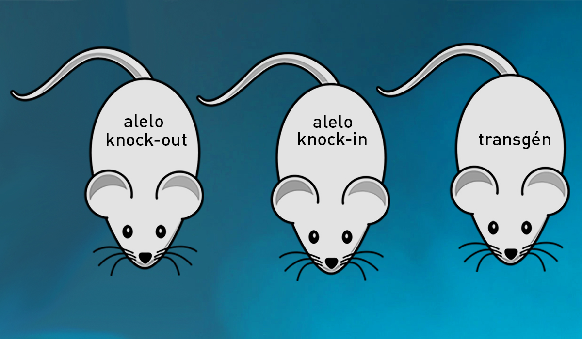 Cepas De Rat n Mutantes Y Transg nicos Gu a Para Principiantes Cepas De Rat n Mutantes Y Transg nicos Gu a Para Principiantes